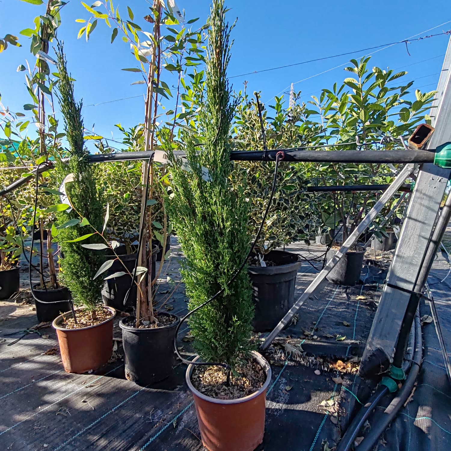 Chiparos Columnar Totem – Cupressus Sempervirens Totem, clt3, h70cm ...